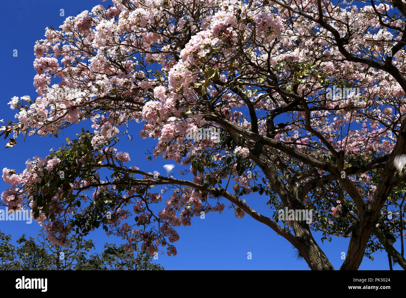 Rosa trompetenbaum tabebuia heterophylla -Fotos und -Bildmaterial in ...