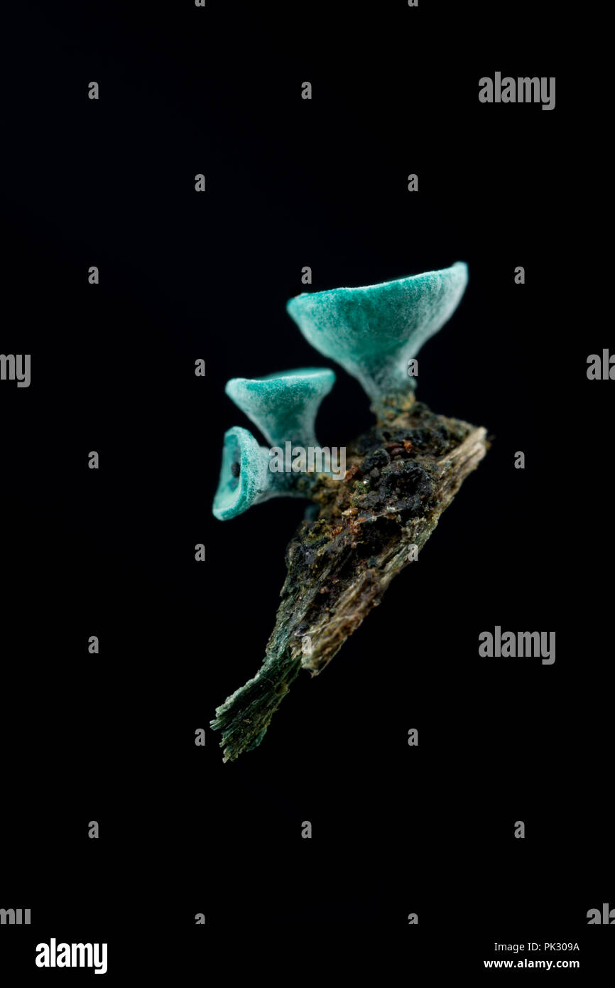 Grüne elfe -Fotos und -Bildmaterial in hoher Auflösung – Alamy