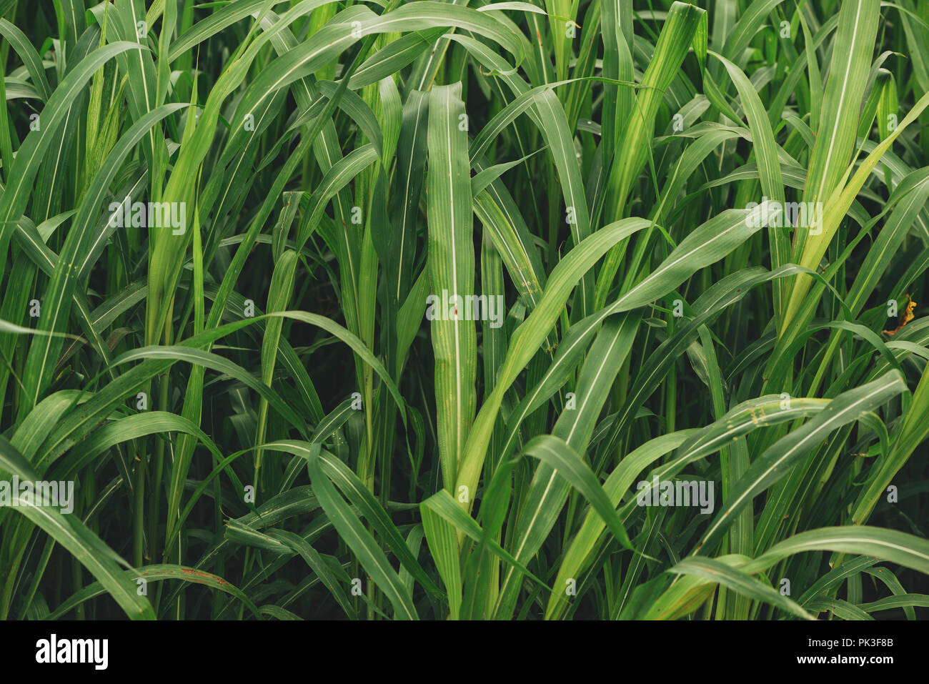 Sudan Grass Stockfotos & Sudan Grass Bilder - Alamy