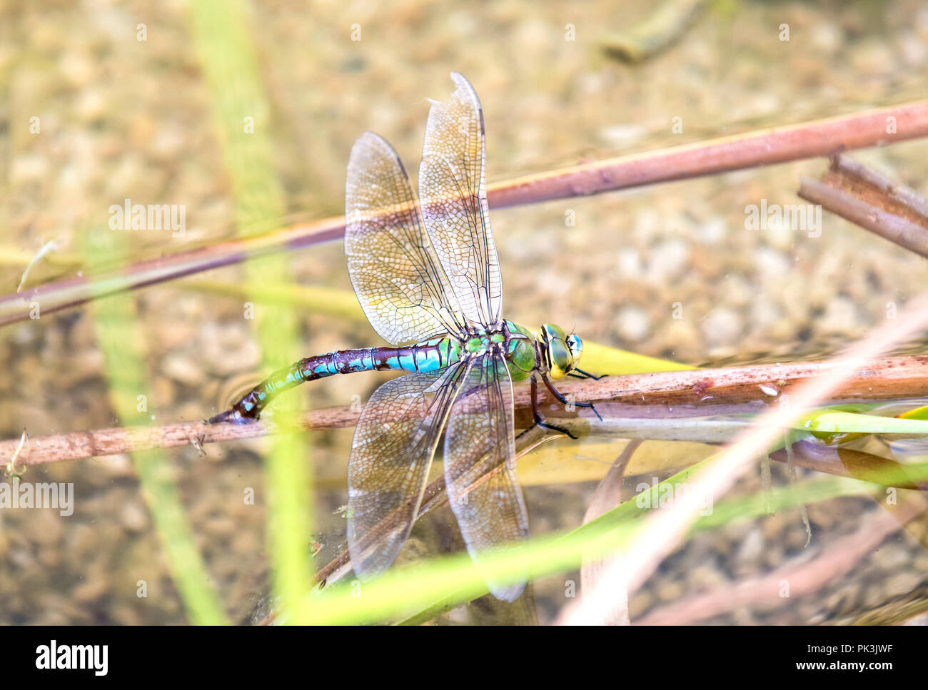 Fliege an der wand -Fotos und -Bildmaterial in hoher Auflösung – Alamy