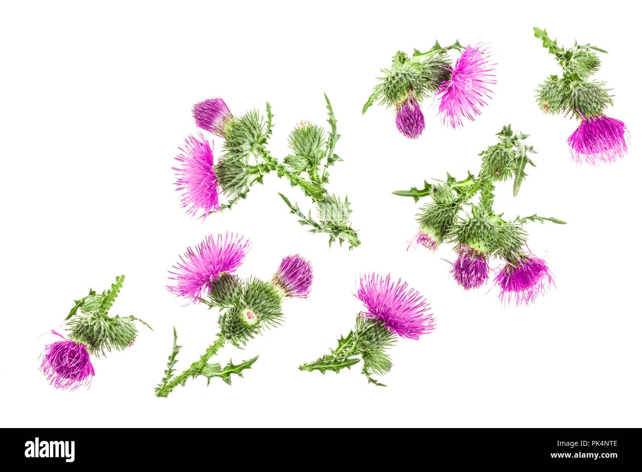 Distel hintergrund -Fotos und -Bildmaterial in hoher Auflösung – Alamy