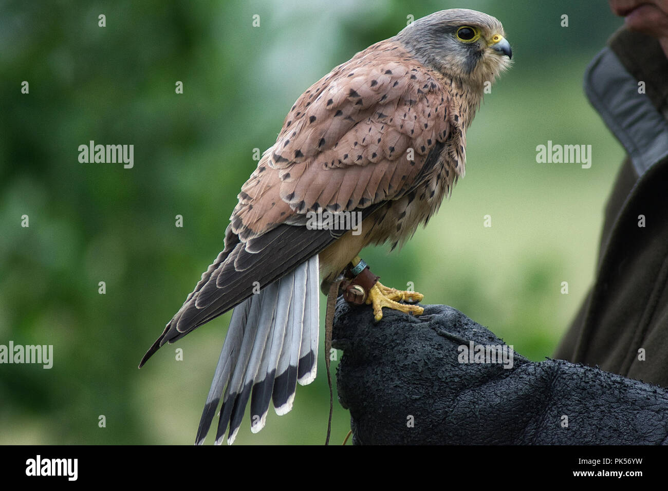 Falknerei -Fotos und -Bildmaterial in hoher Auflösung – Alamy