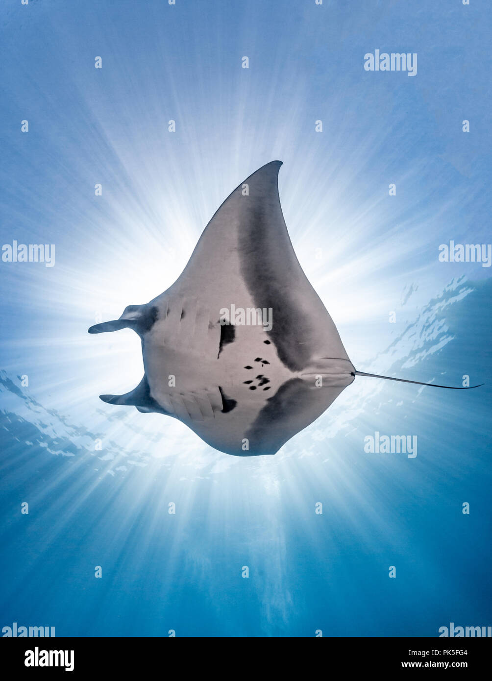 Manta la reina -Fotos und -Bildmaterial in hoher Auflösung – Alamy