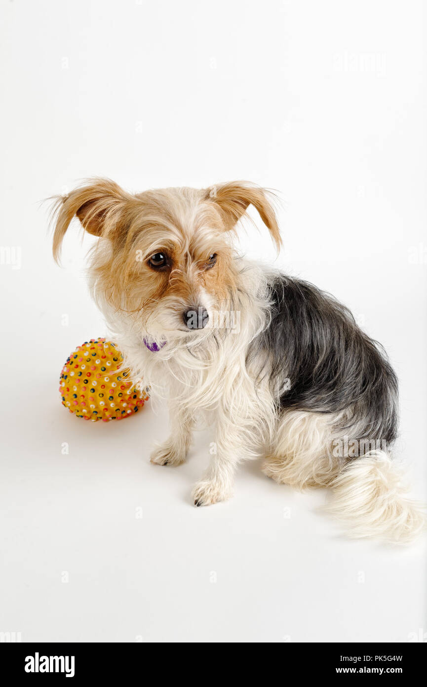 Mischlingshund mit terrier einfluss -Fotos und -Bildmaterial in hoher ...