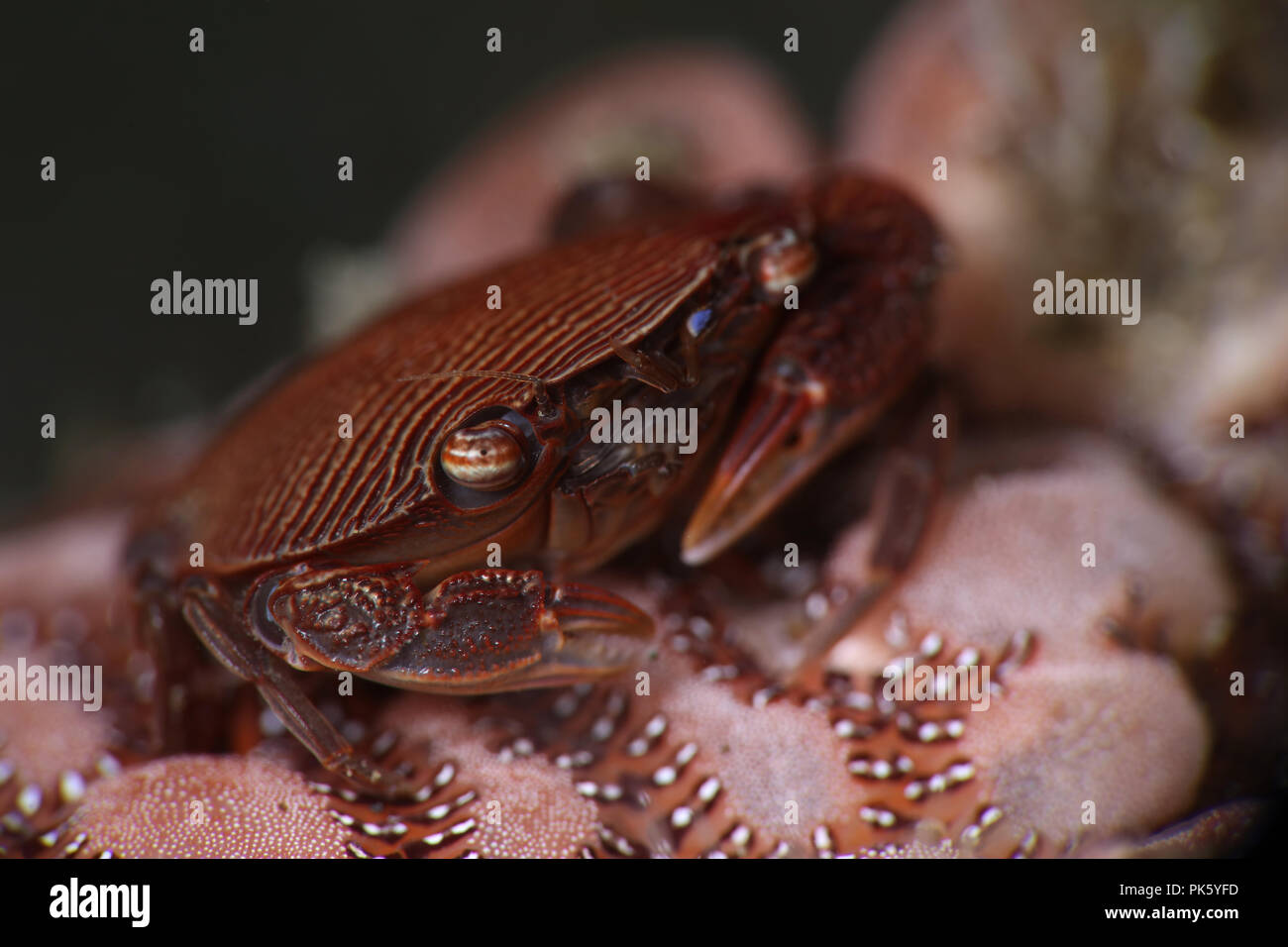 Bunte Krabbe Stockfotos und -bilder Kaufen - Alamy