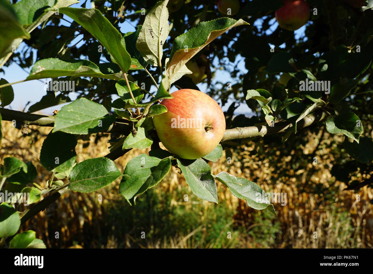 Apfelbaum feld -Fotos und -Bildmaterial in hoher Auflösung – Alamy