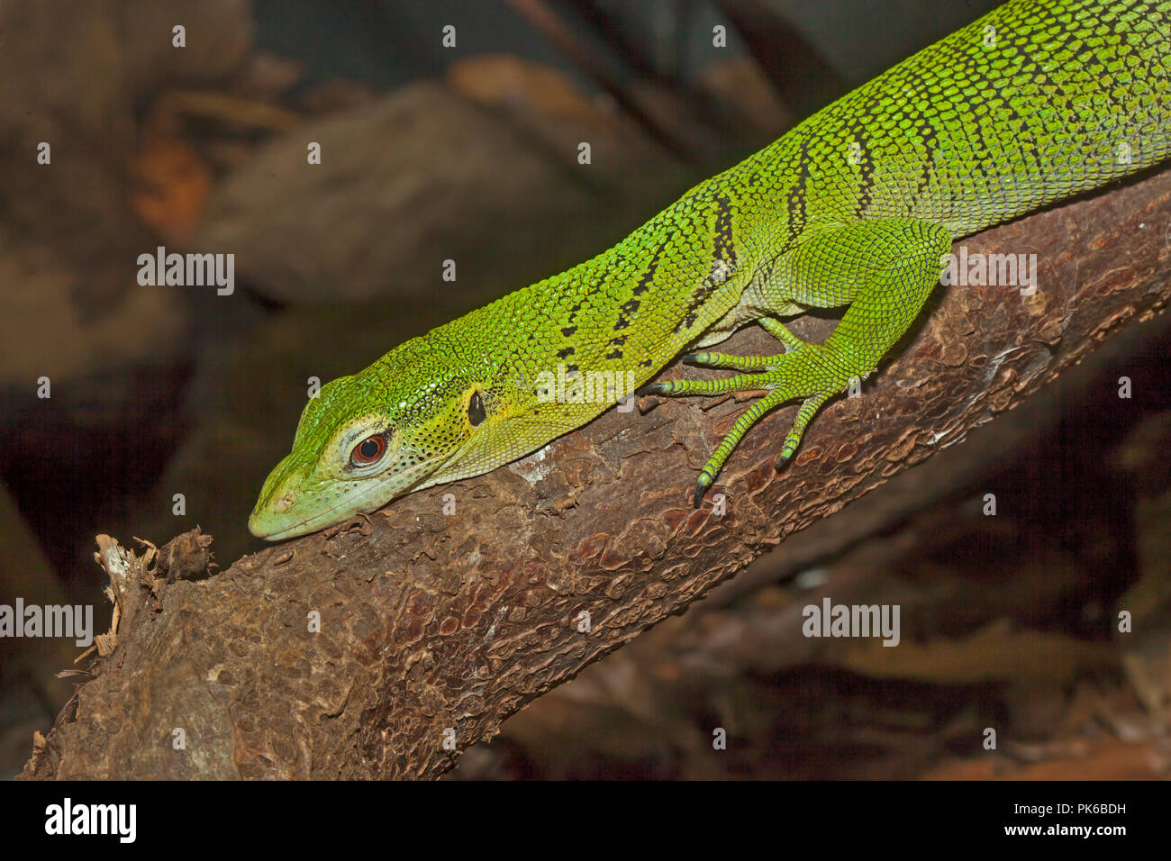 Green tree monitor -Fotos und -Bildmaterial in hoher Auflösung – Alamy
