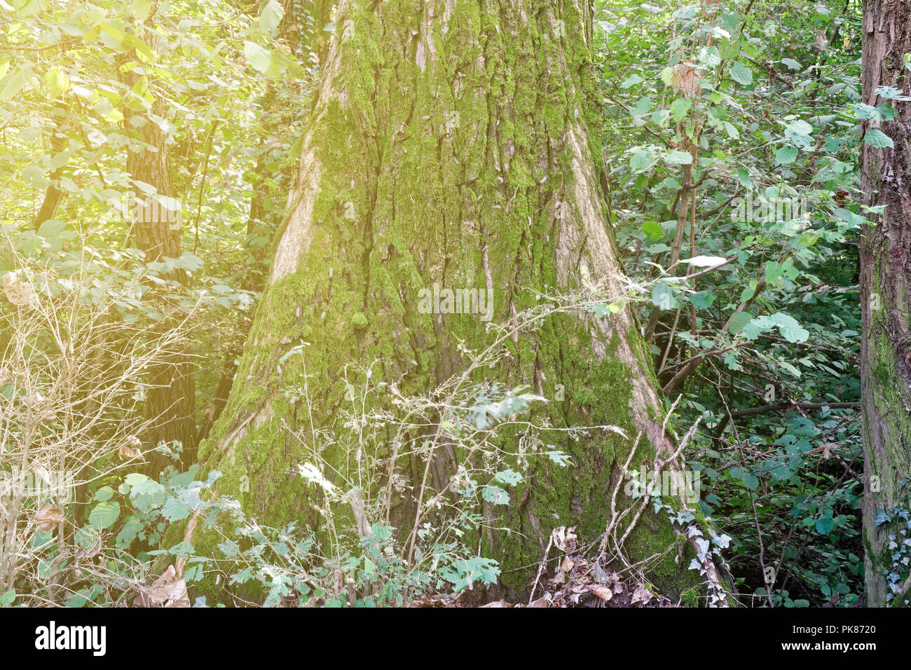 Fantastischer realismus -Fotos und -Bildmaterial in hoher Auflösung – Alamy