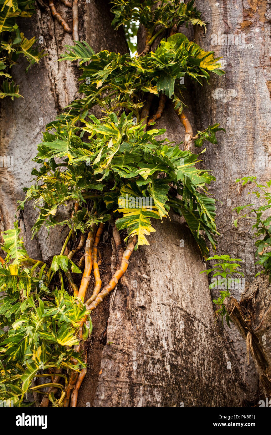 Baum lianen -Fotos und -Bildmaterial in hoher Auflösung – Alamy