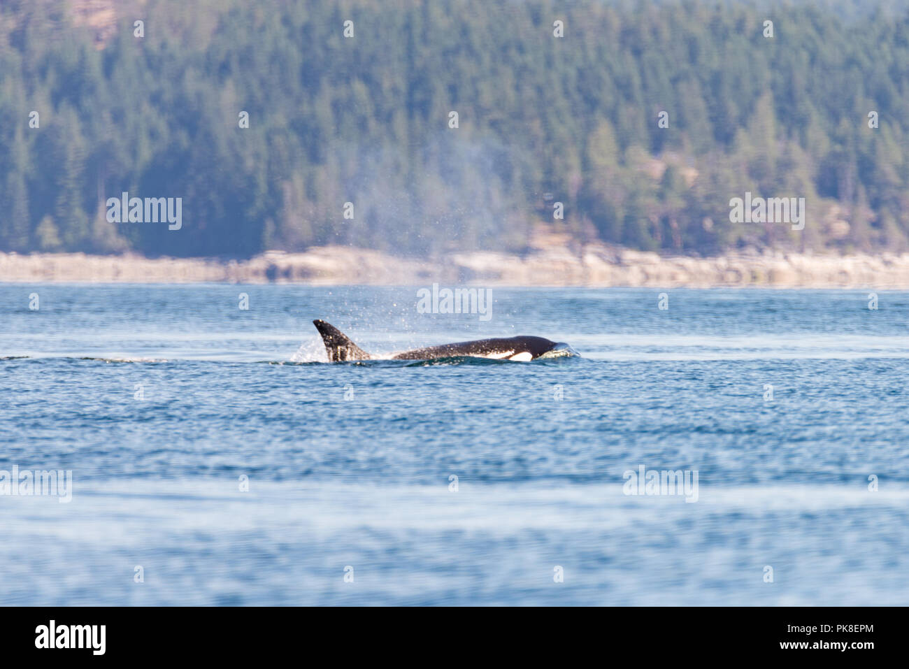 Male orca -Fotos und -Bildmaterial in hoher Auflösung – Alamy