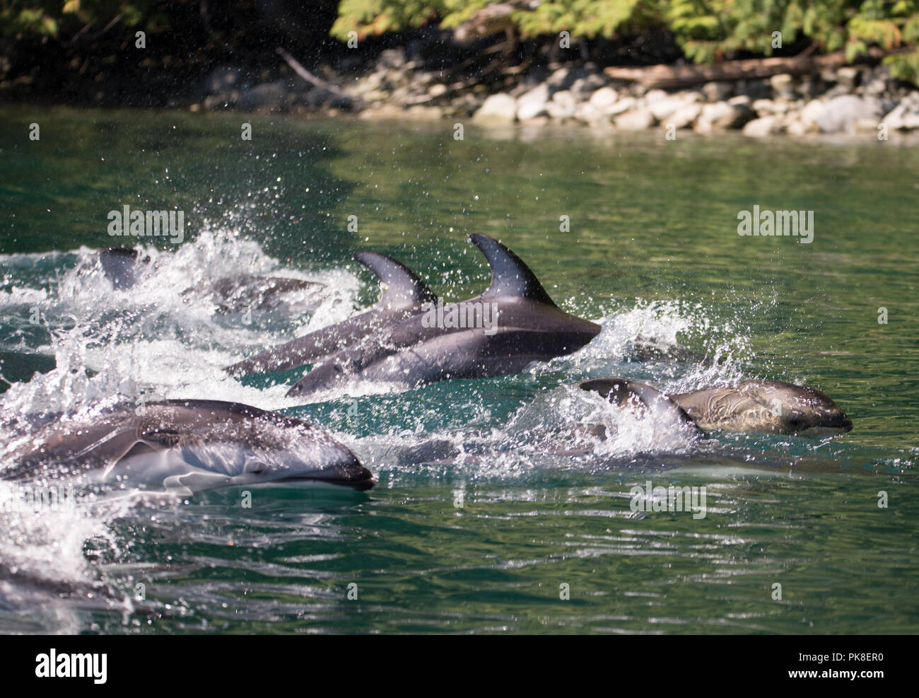 Insel Der Blauen Delfine Stockfotos und -bilder Kaufen - Alamy