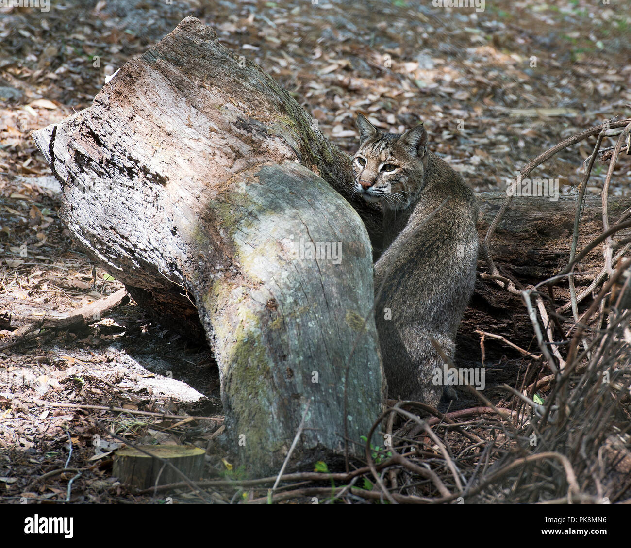 Bobcat tier profilansicht -Fotos und -Bildmaterial in hoher Auflösung ...