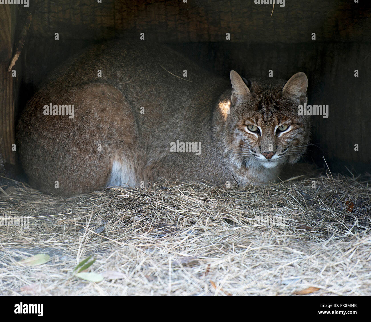 Bobcat tier profilansicht -Fotos und -Bildmaterial in hoher Auflösung ...