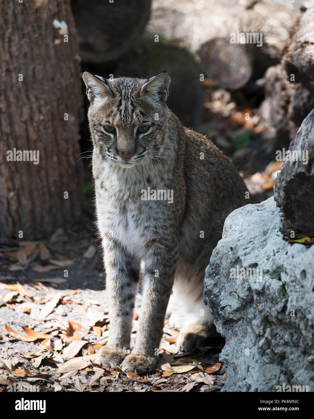 Bobcat tier profilansicht -Fotos und -Bildmaterial in hoher Auflösung ...