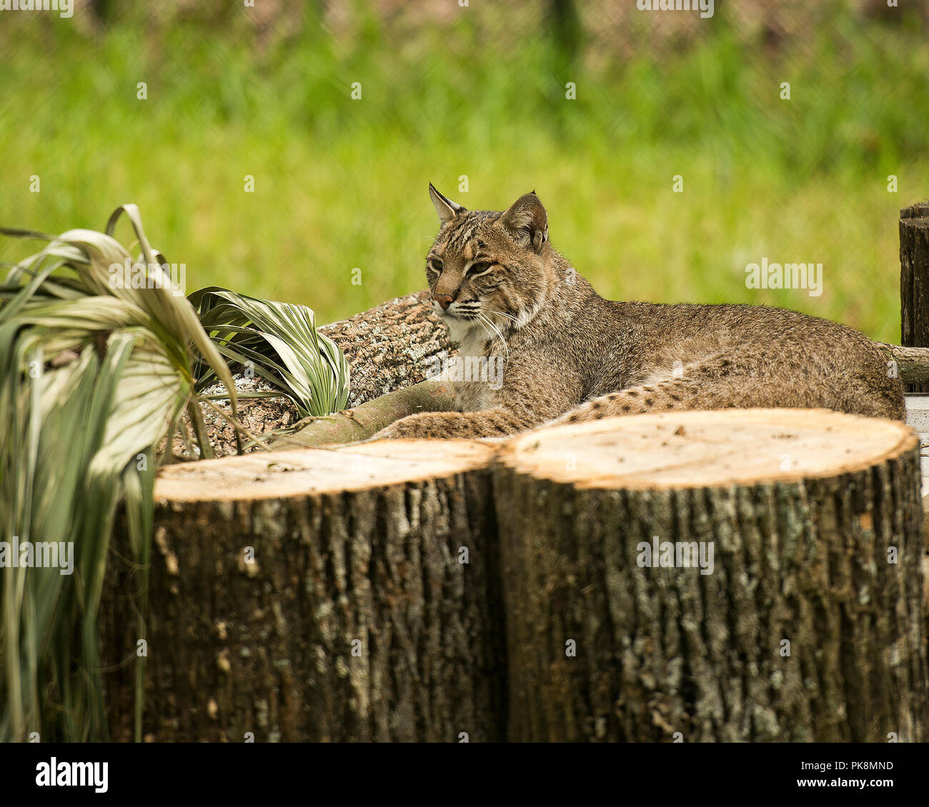 Bobcat tier profilansicht -Fotos und -Bildmaterial in hoher Auflösung ...