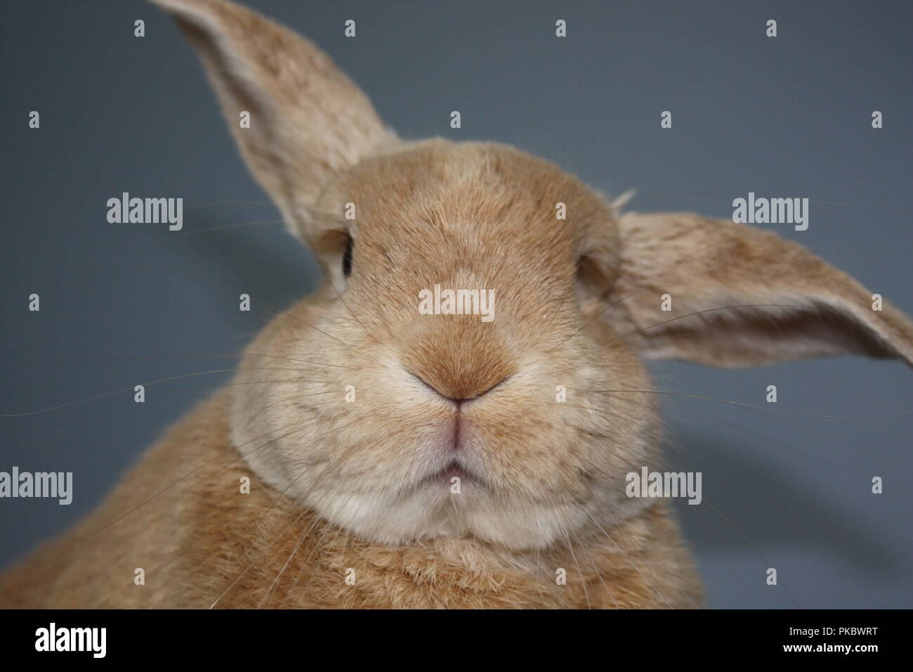 Rabbit Teeth Stockfotos & Rabbit Teeth Bilder - Alamy