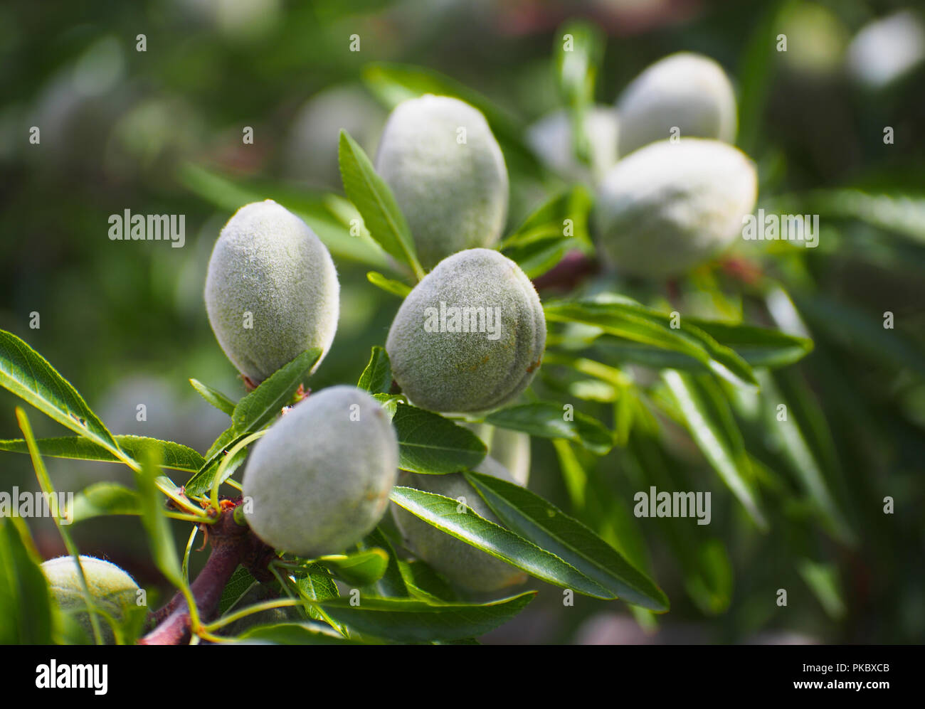 Strand mandelbaum -Fotos und -Bildmaterial in hoher Auflösung – Alamy