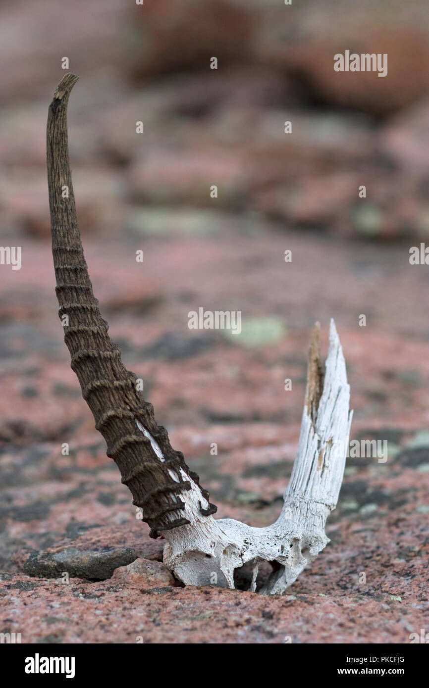 Saiga tatarica -Fotos und -Bildmaterial in hoher Auflösung – Alamy