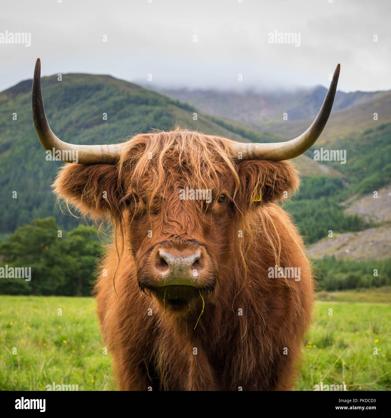 Schottische Hochlandrinder, Ben Nevis, Scottish Highlands, Schottland ...