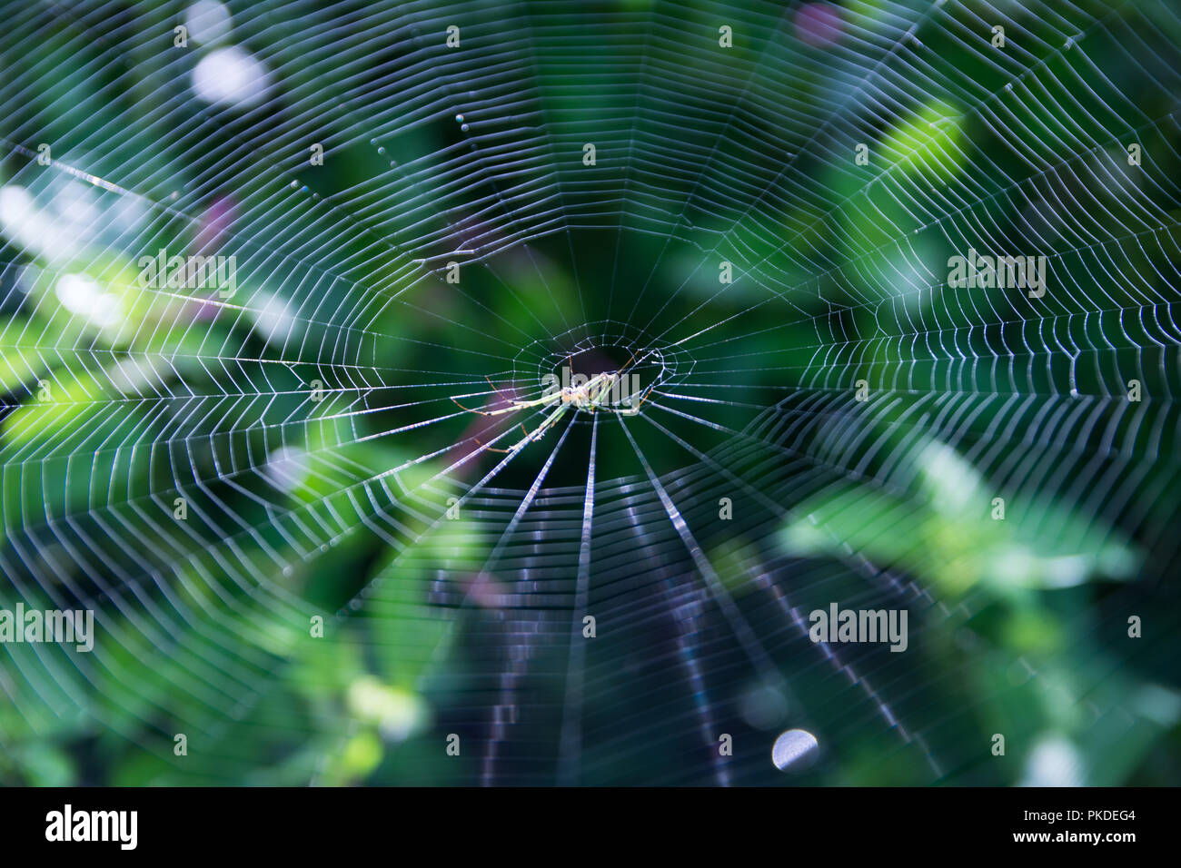 Hellgrüne spinne -Fotos und -Bildmaterial in hoher Auflösung – Alamy