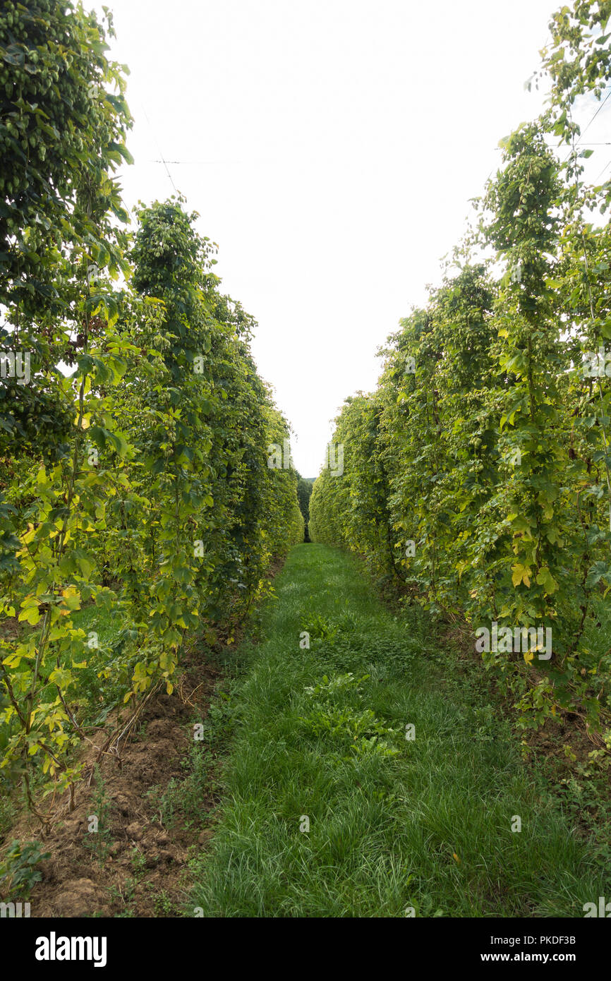 Hopfen felder -Fotos und -Bildmaterial in hoher Auflösung – Alamy