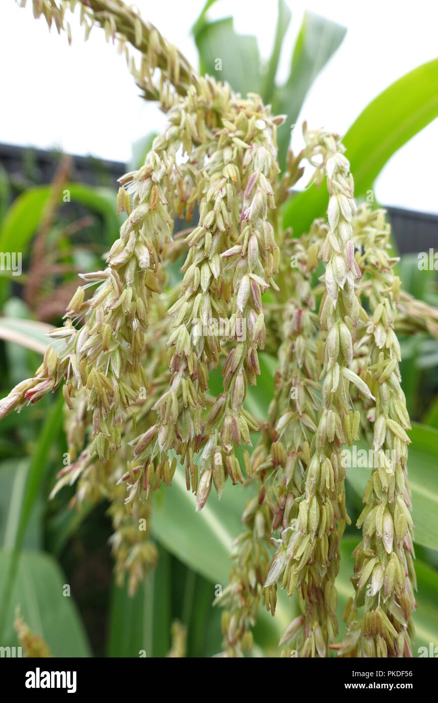 Mais blumen -Fotos und -Bildmaterial in hoher Auflösung – Alamy