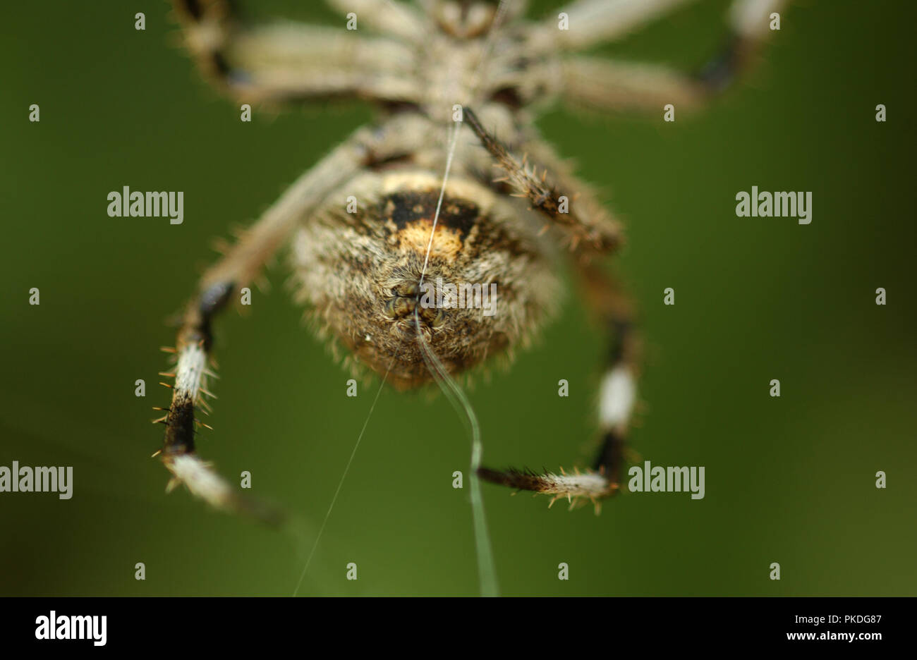 Australien spinne -Fotos und -Bildmaterial in hoher Auflösung – Alamy