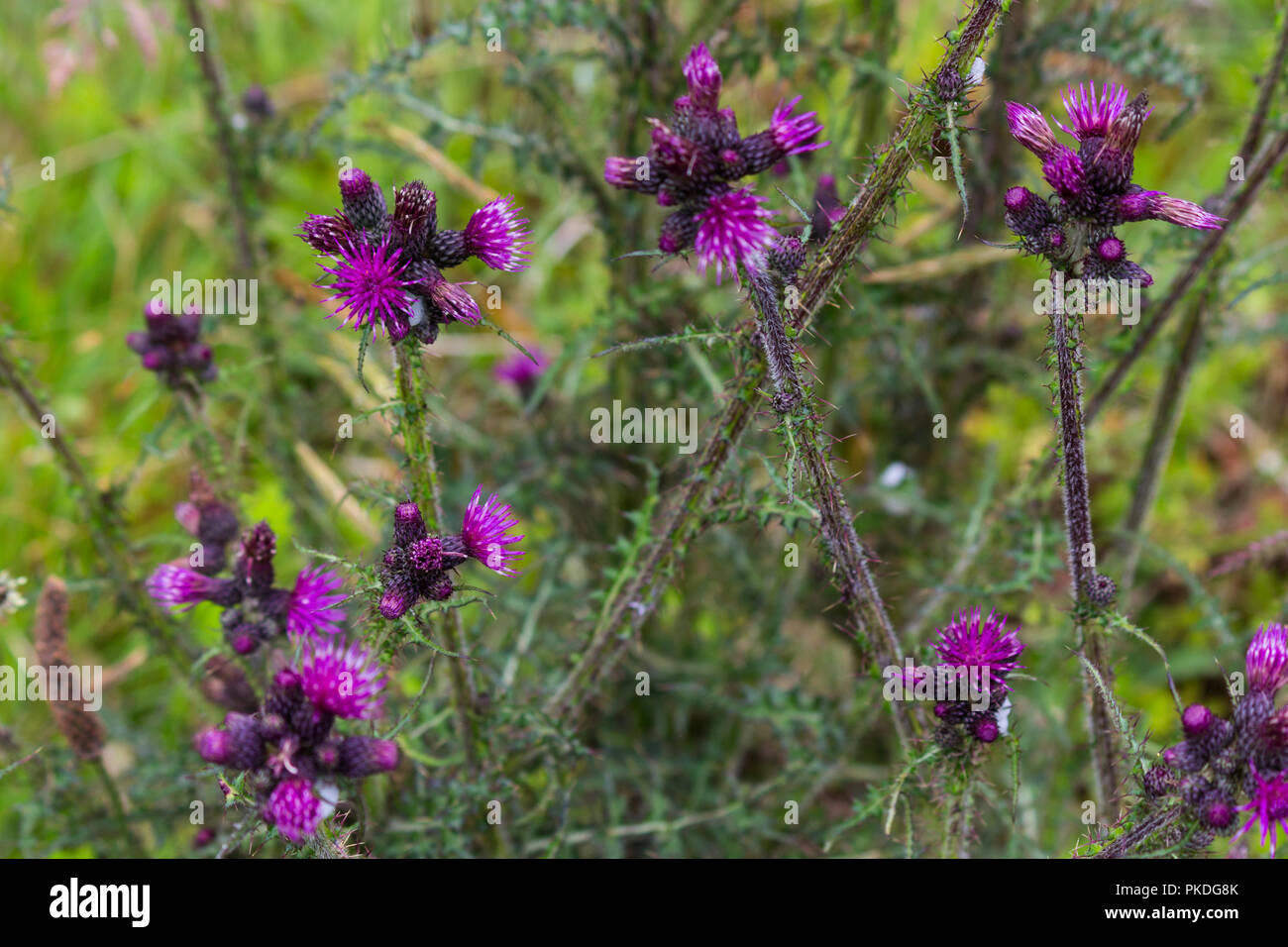 Lila disteln -Fotos und -Bildmaterial in hoher Auflösung – Alamy