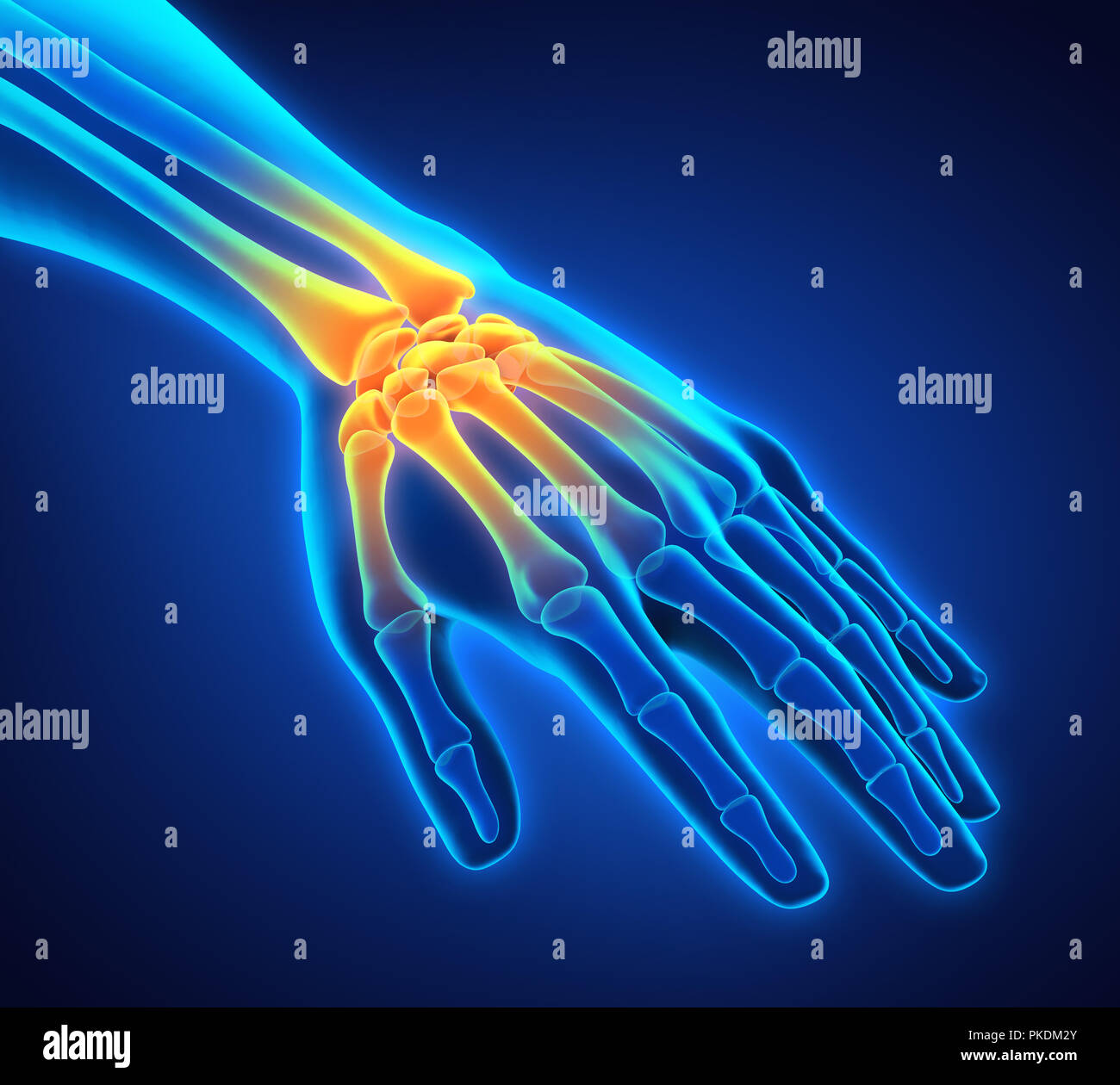 Menschliche Hand Anatomie Illustration Stockfotografie - Alamy