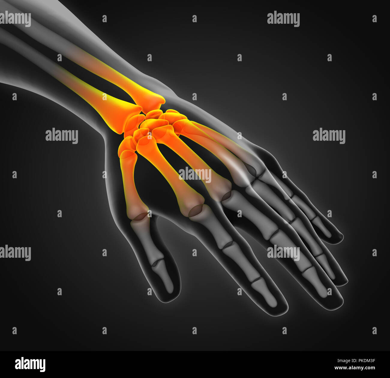 Menschliche Hand Anatomie Illustration Stockfotografie - Alamy