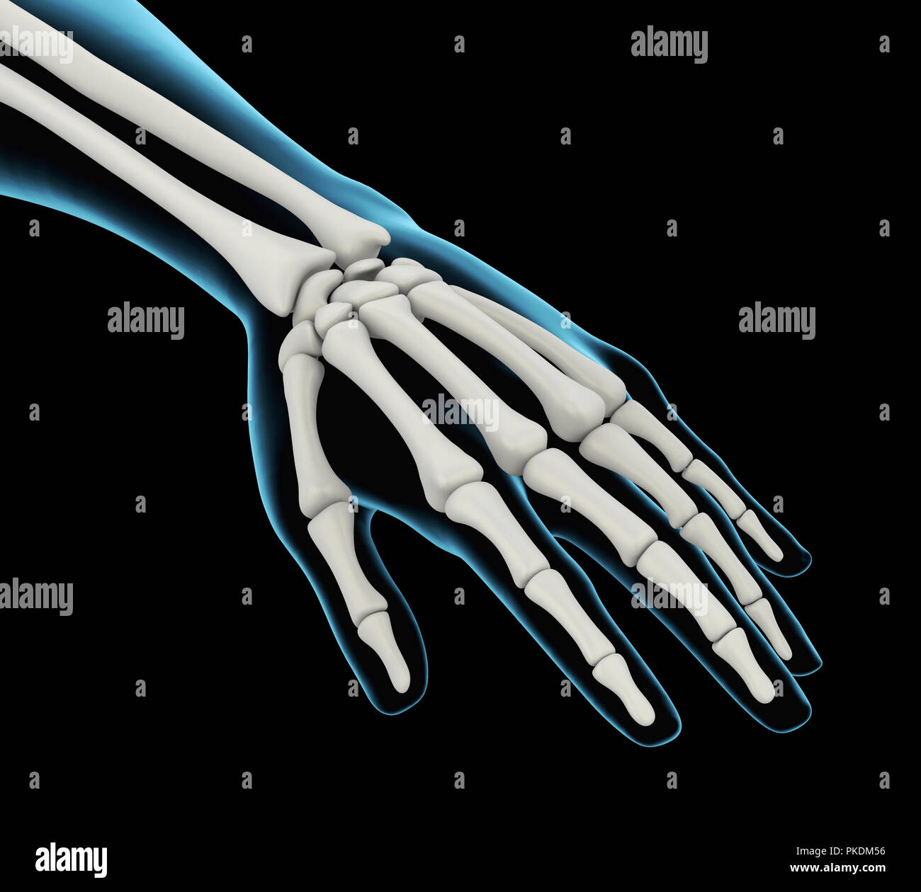 Menschliche Hand Anatomie Illustration Stockfotografie - Alamy