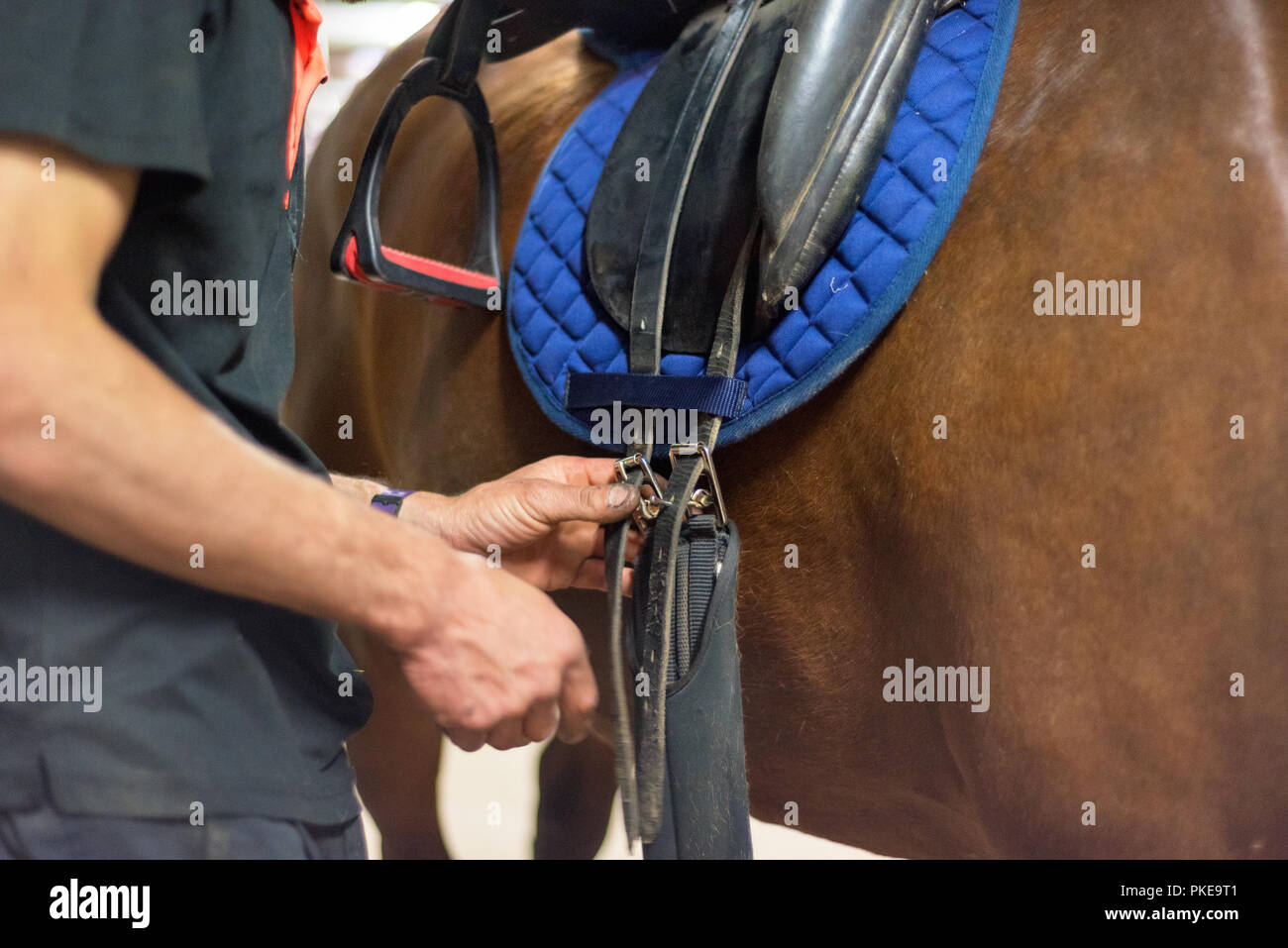 Westliche dressur -Fotos und -Bildmaterial in hoher Auflösung – Alamy