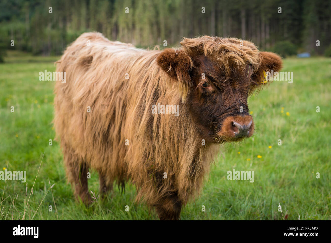 Schottische hochlandrinder kalb -Fotos und -Bildmaterial in hoher ...