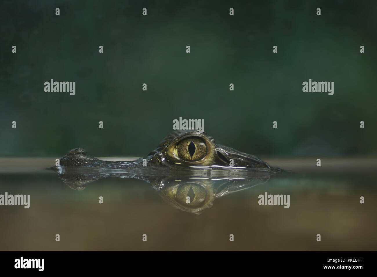 Kaiman zoo -Fotos und -Bildmaterial in hoher Auflösung – Alamy