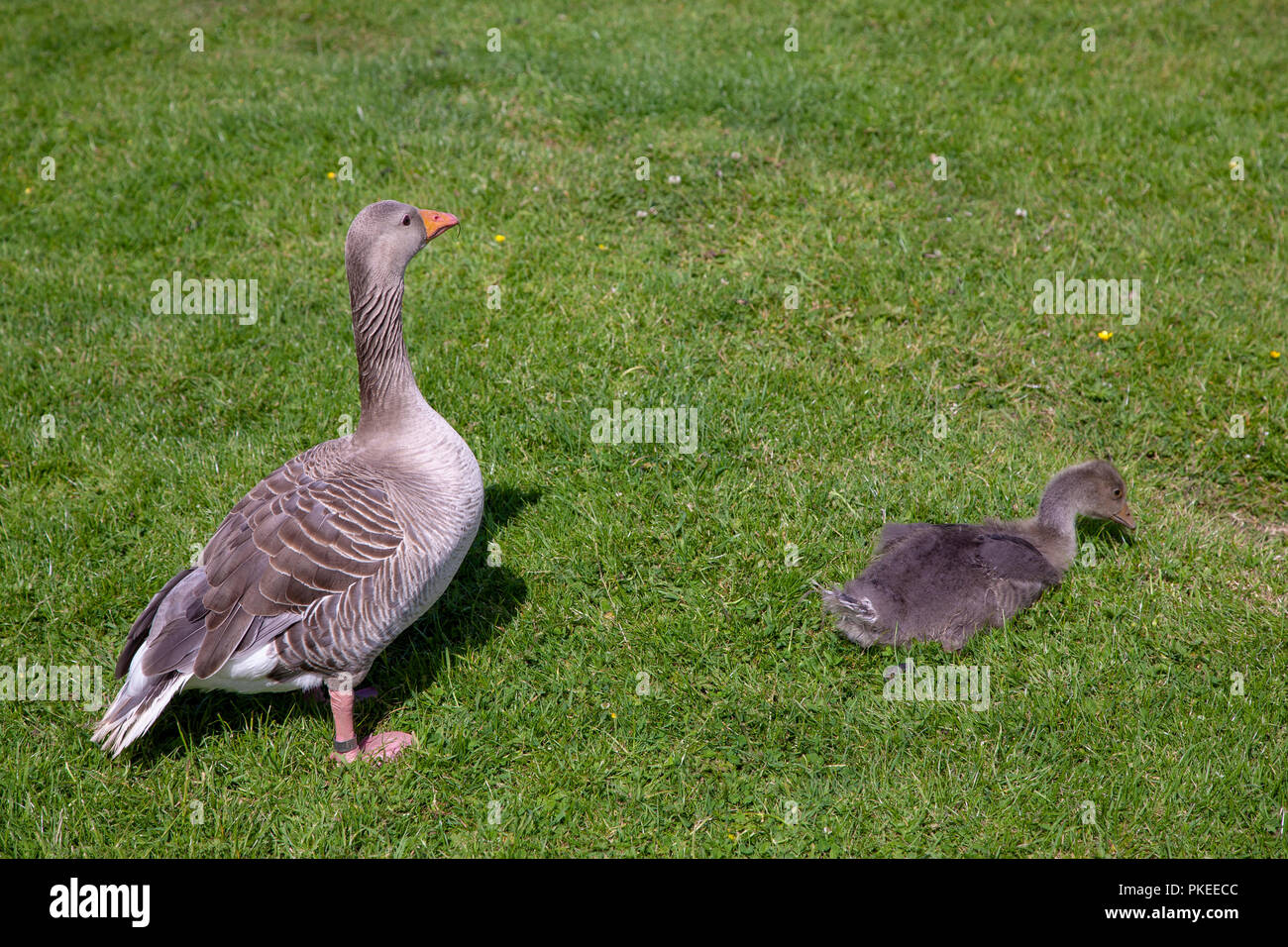 Tier Baby Enten Familie Stockfotografie - Alamy
