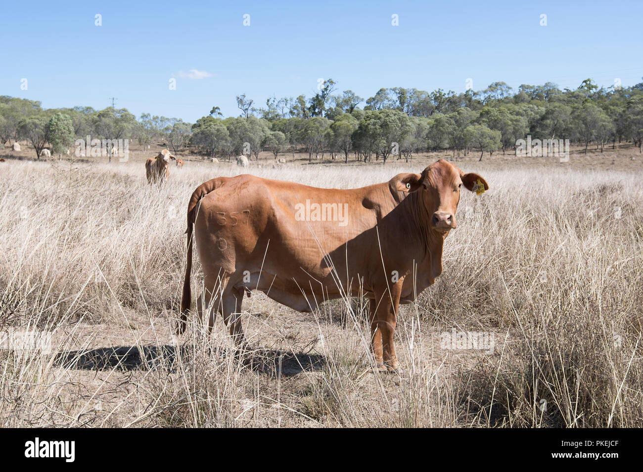 Queensland vieh station australien -Fotos und -Bildmaterial in hoher ...
