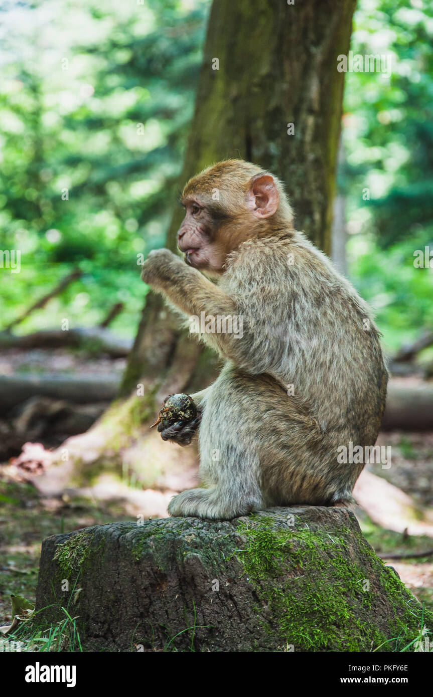 Das Barbary macaque oder magot am Affenberg in kintzheimen Elsass ...