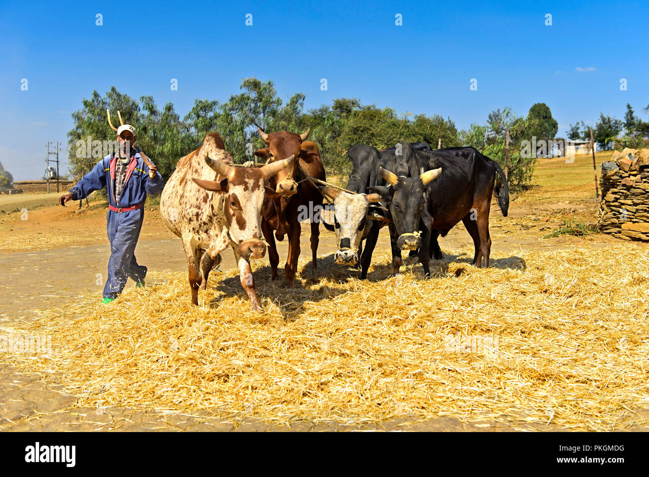 Traditionelle Dreschen von Teff (Eragrostis tef) durch die Zebu-rinder ...