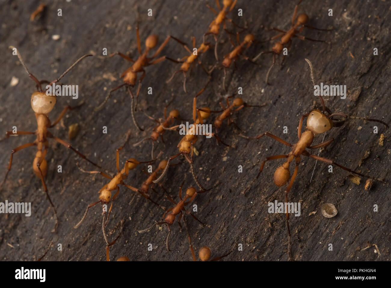 Bivouac ants -Fotos und -Bildmaterial in hoher Auflösung – Alamy