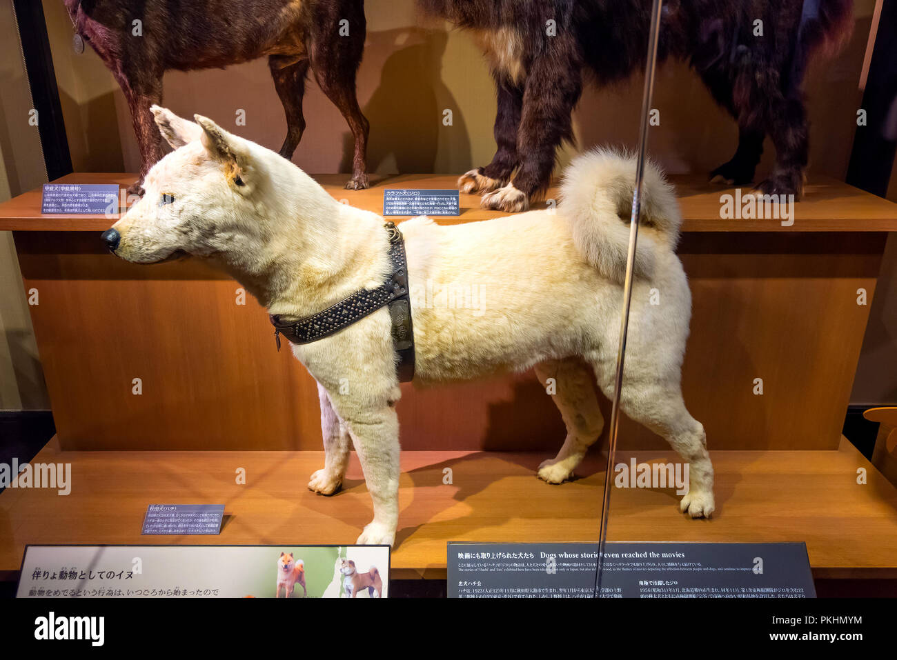 TOKYO, Japan - 29. APRIL 2018: Hachiko Akita Inu, ein treuer Hund, der ...