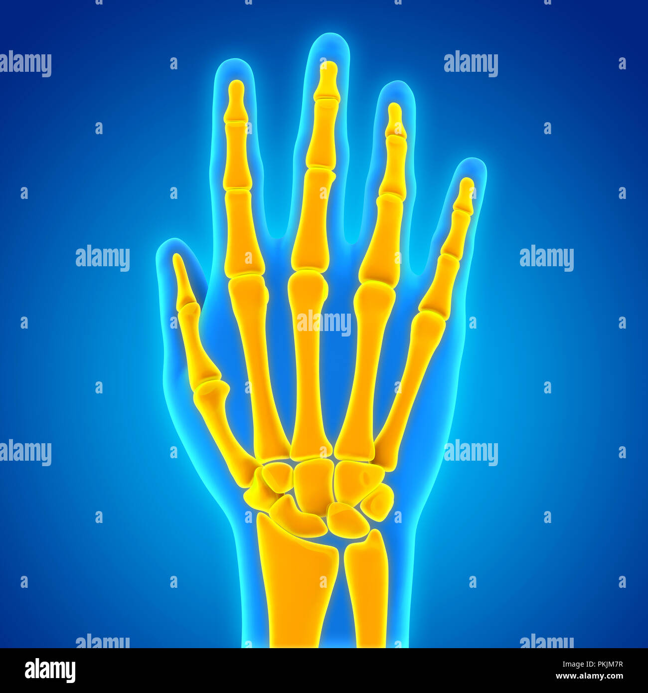 Menschliche Hand Anatomie Illustration Stockfotografie - Alamy