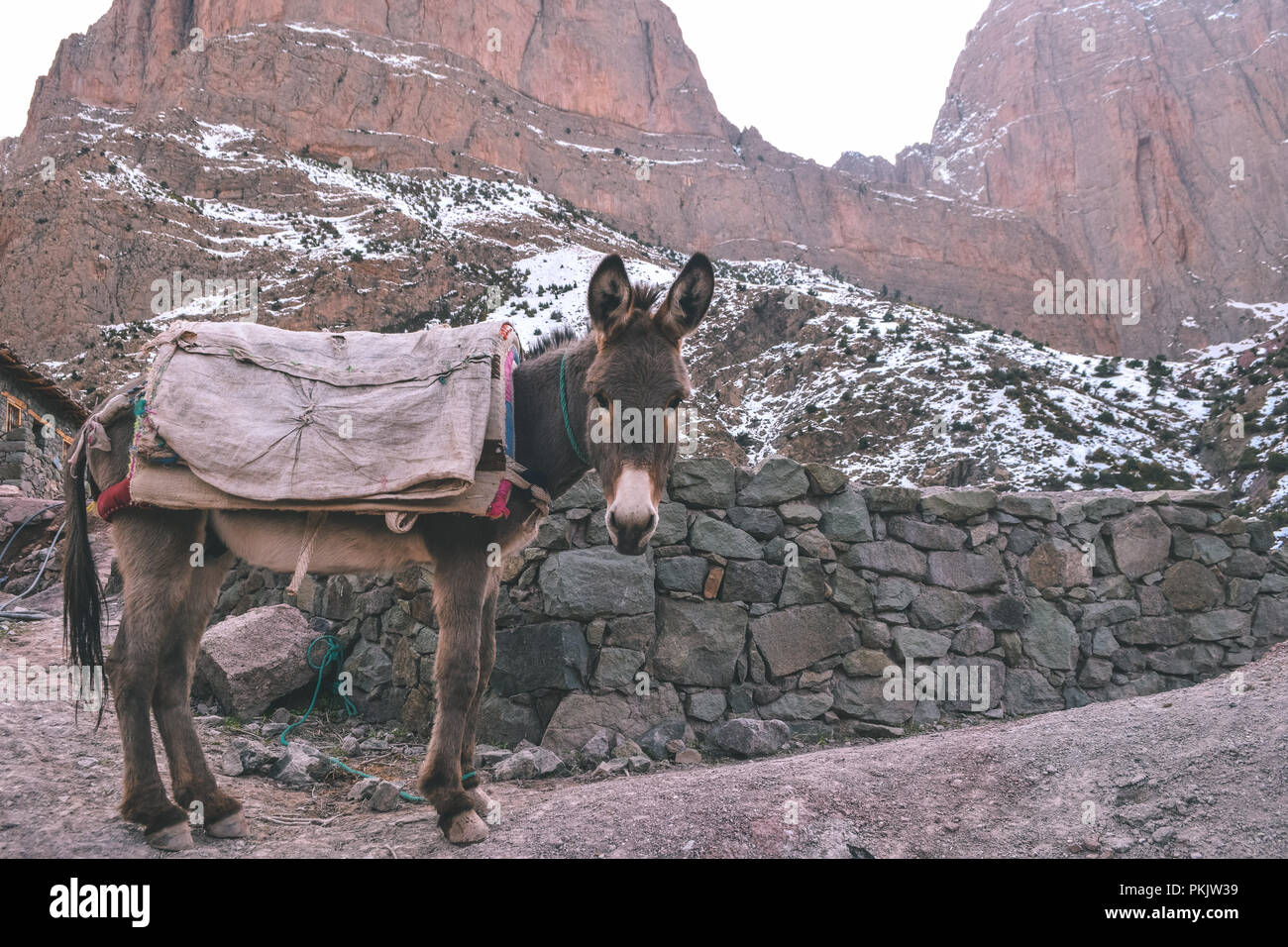 Esel arbeit -Fotos und -Bildmaterial in hoher Auflösung – Alamy