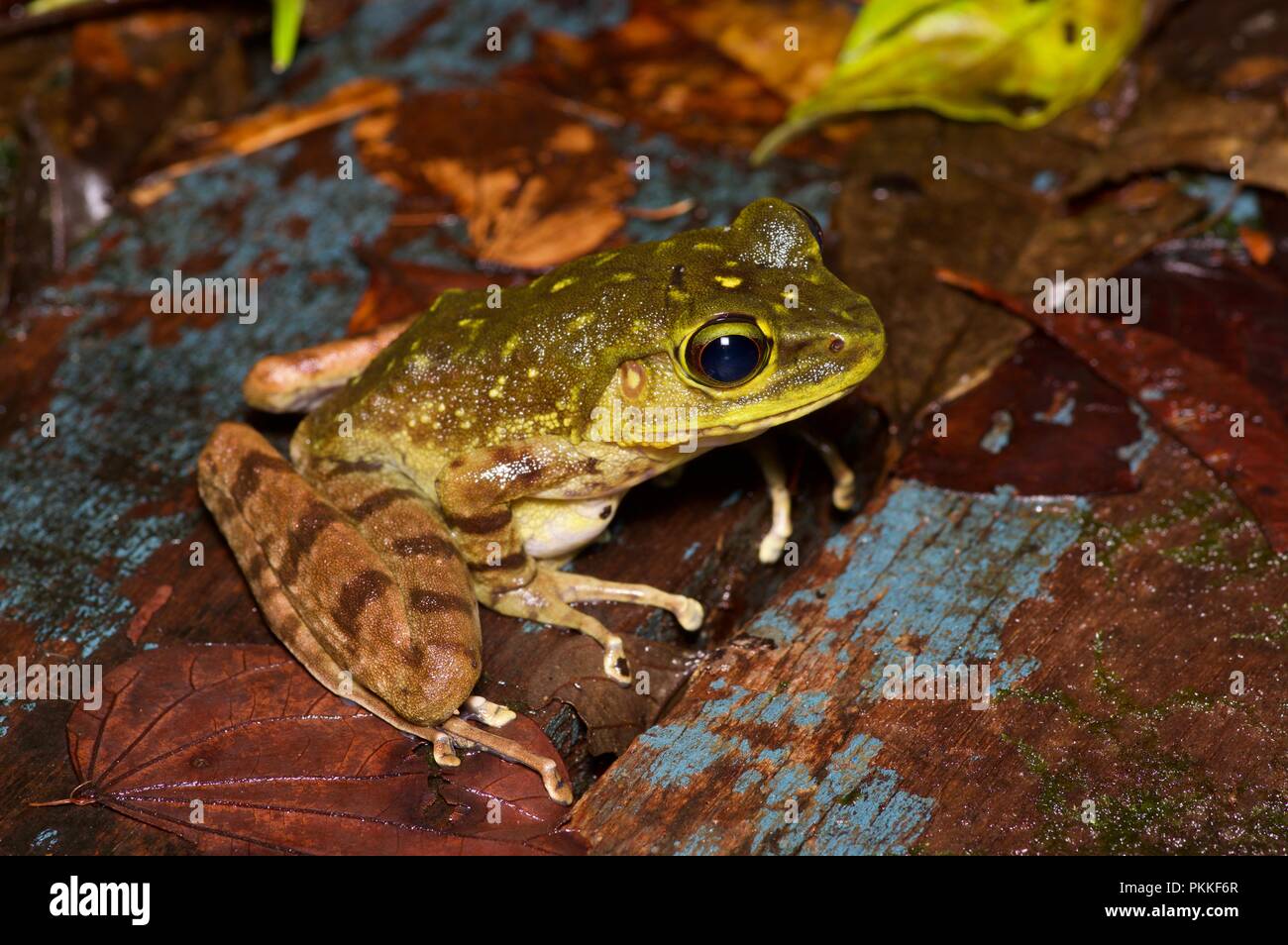 Eine montane Torrent Frosch (Meristogenys Kinabaluensis) auf dem ...