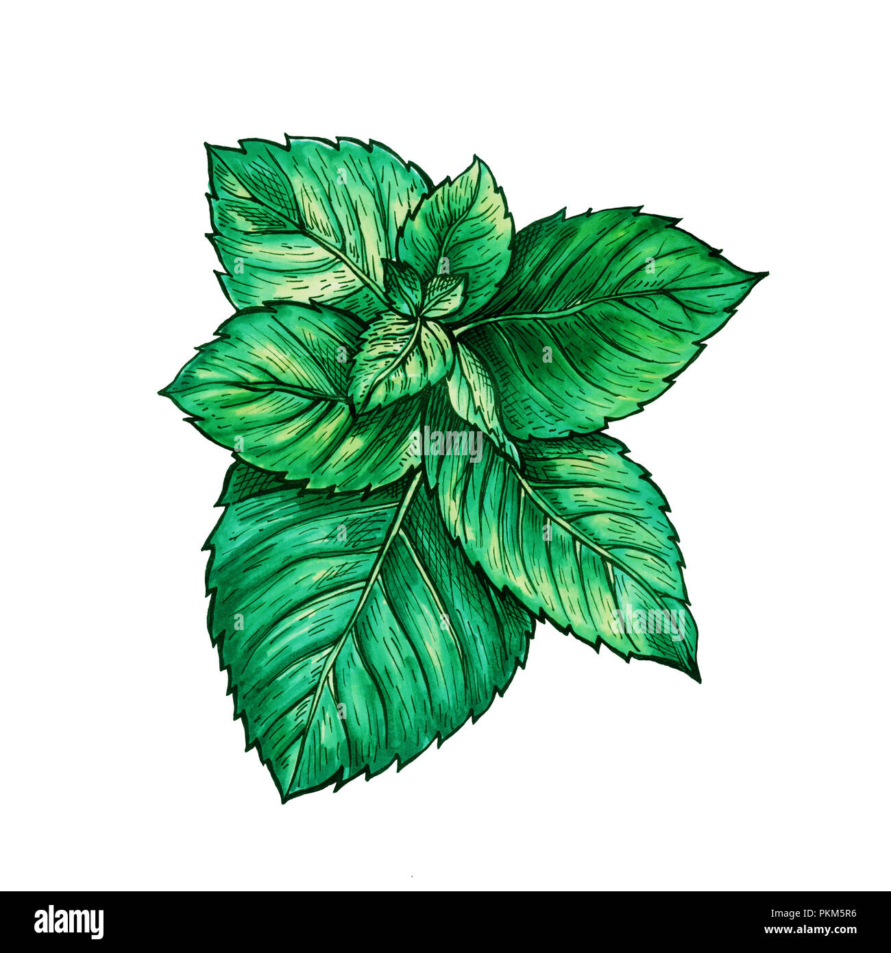 Botanische illustration der pfefferminze -Fotos und -Bildmaterial in ...