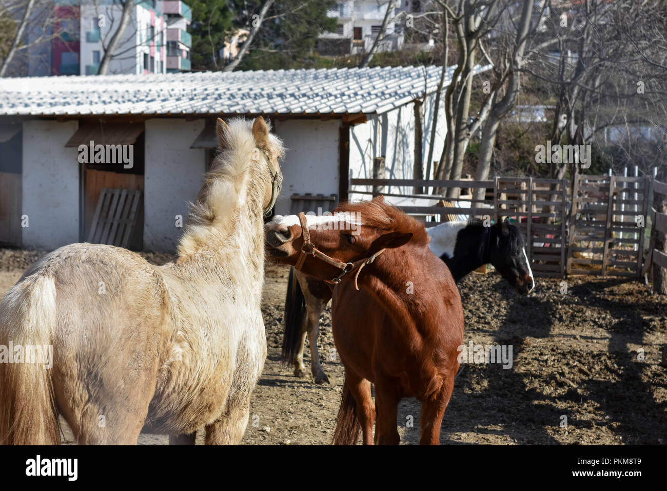 2 wilde pferde -Fotos und -Bildmaterial in hoher Auflösung – Alamy