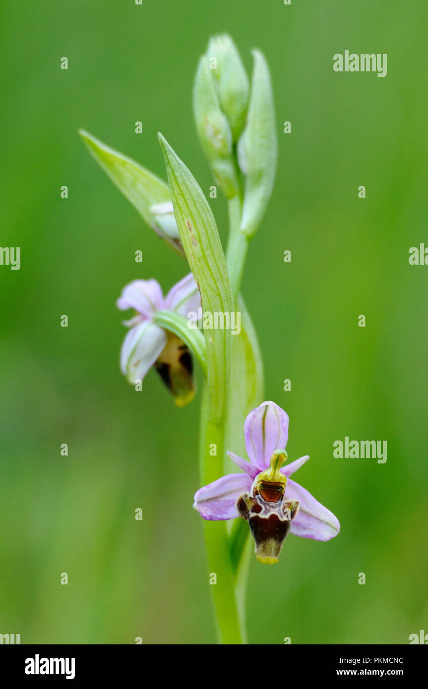 Wilde orchideen europa -Fotos und -Bildmaterial in hoher Auflösung – Alamy