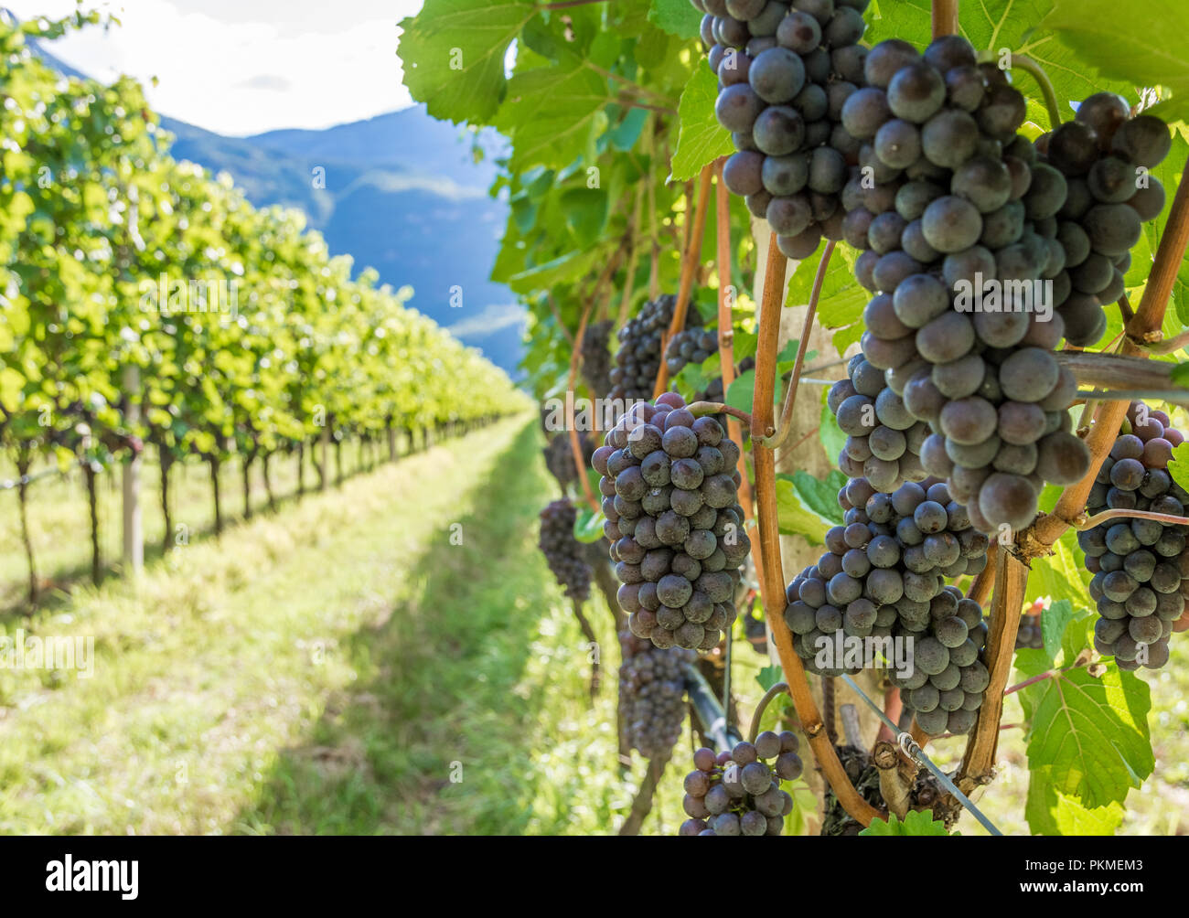 Weintrauben sorten -Fotos und -Bildmaterial in hoher Auflösung – Alamy