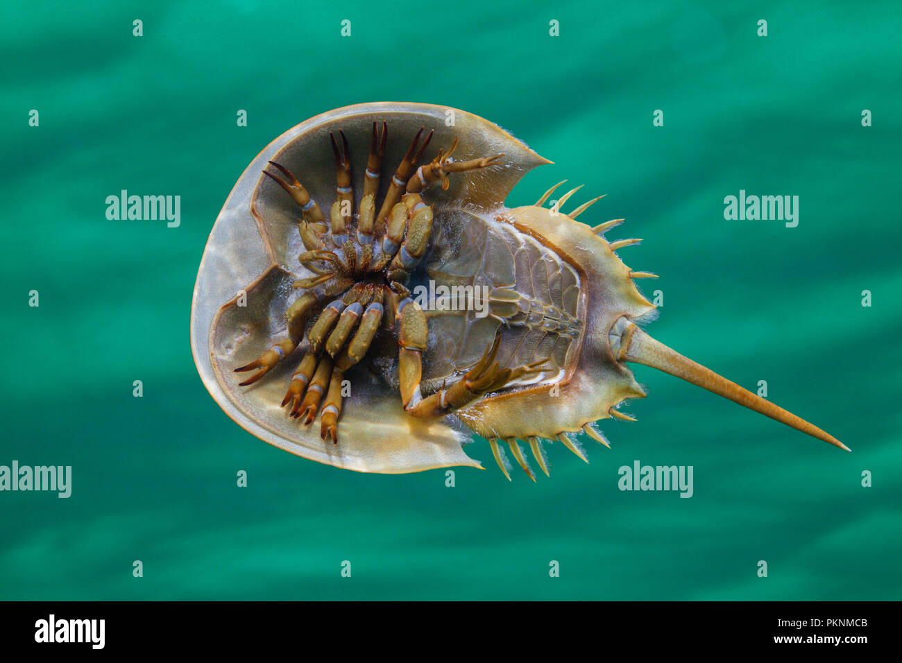 Ein polyphemus -Fotos und -Bildmaterial in hoher Auflösung – Alamy