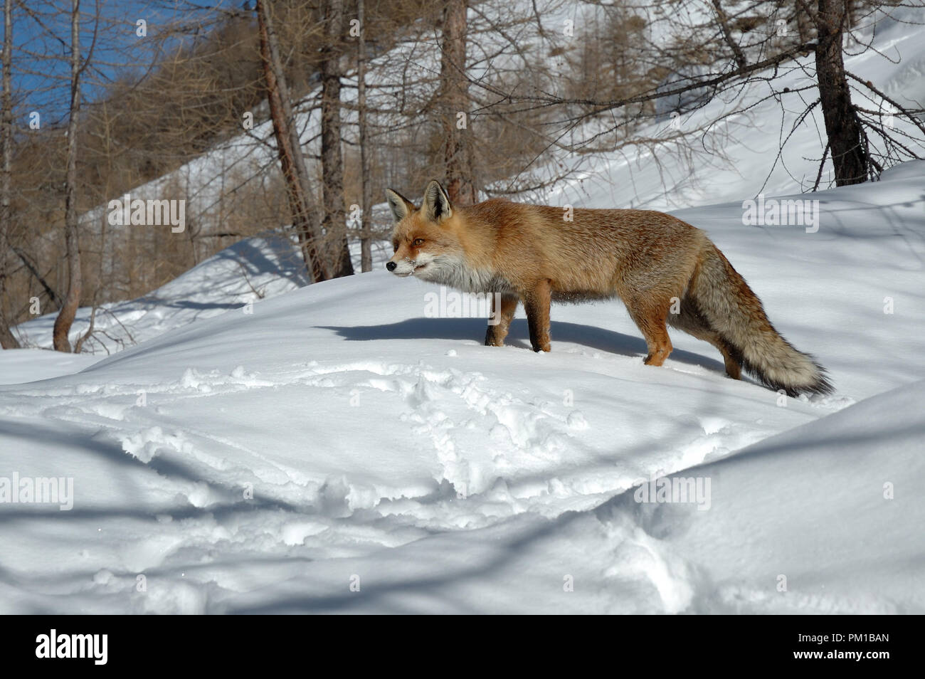 Fuchs tiervektor -Fotos und -Bildmaterial in hoher Auflösung – Alamy