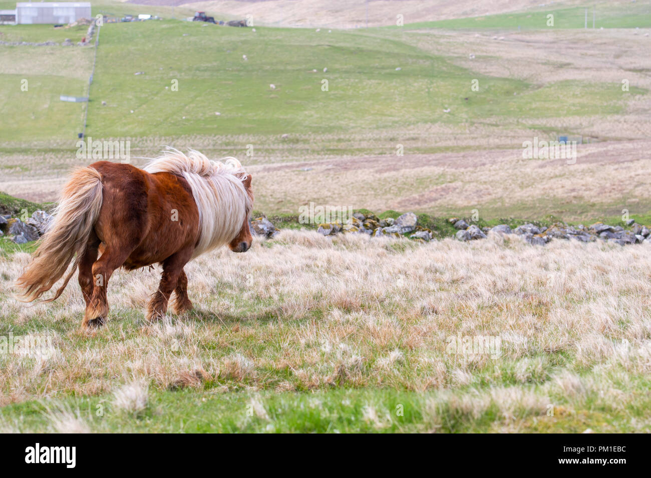 Brown white miniature shetland pony -Fotos und -Bildmaterial in hoher ...